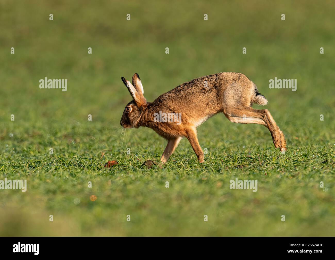 A close up shot of a wild Brown Hare( Lepus europaeus) running across the farmers wheat showing ...