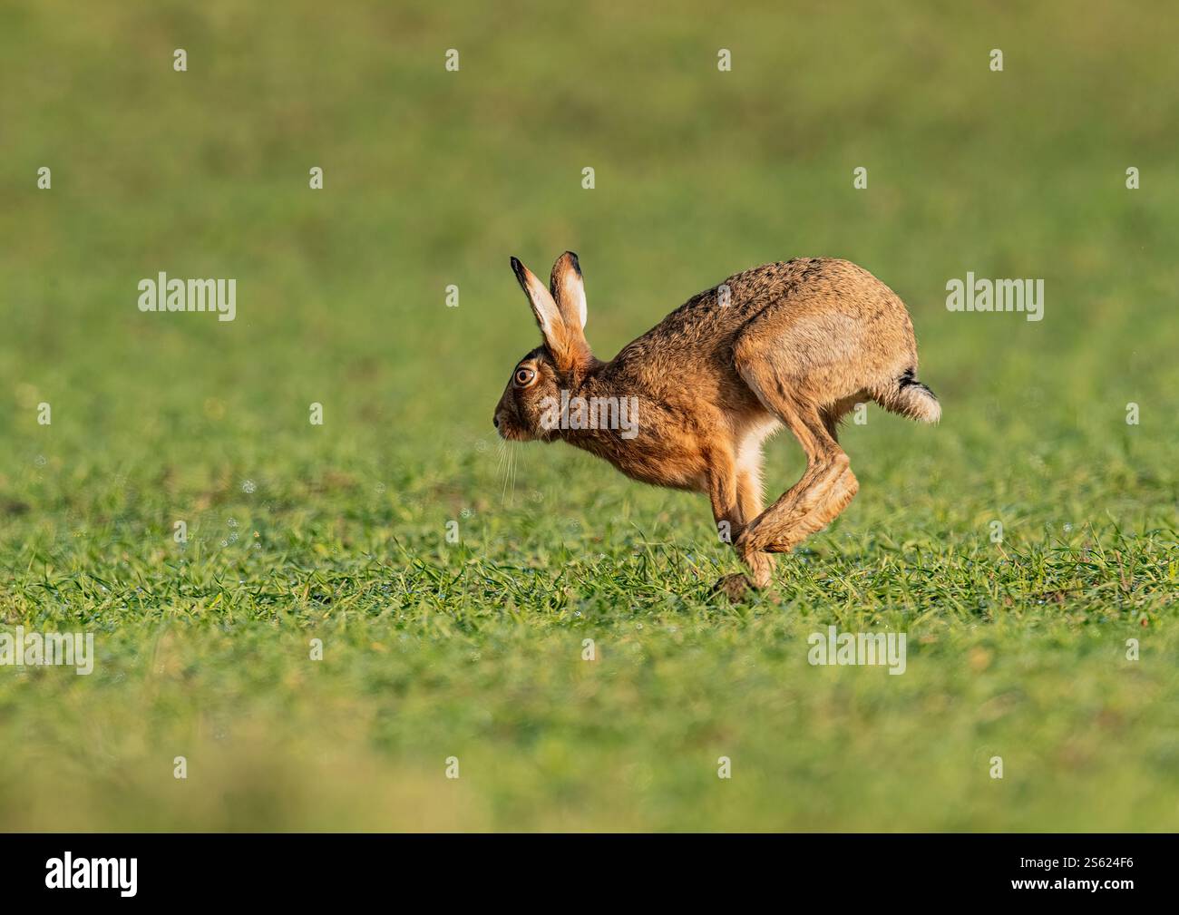 A close up shot of a wild Brown Hare( Lepus europaeus) running across ...
