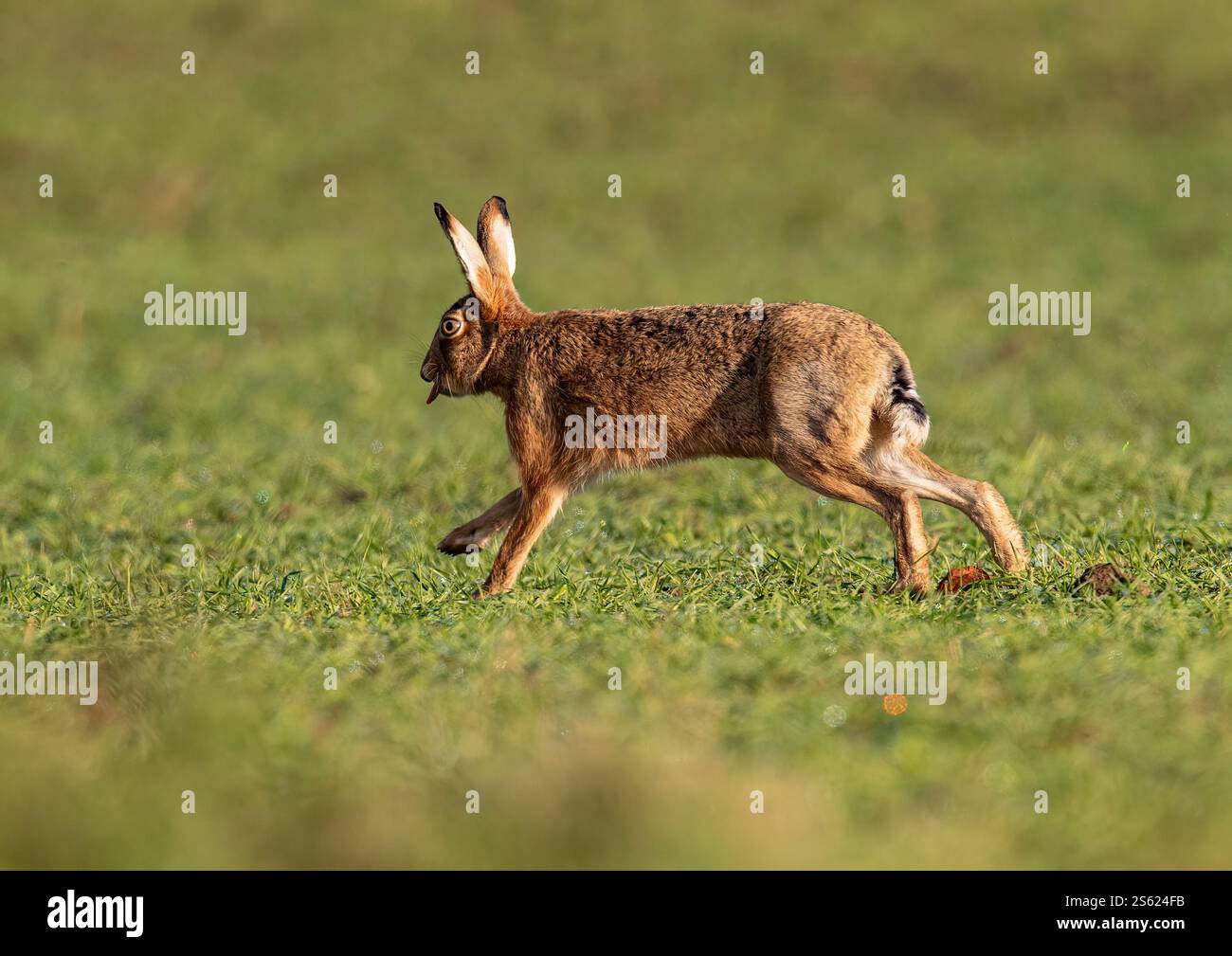 A shot of a wild Brown Hare( Lepus europaeus) sticking out it's tongue ...