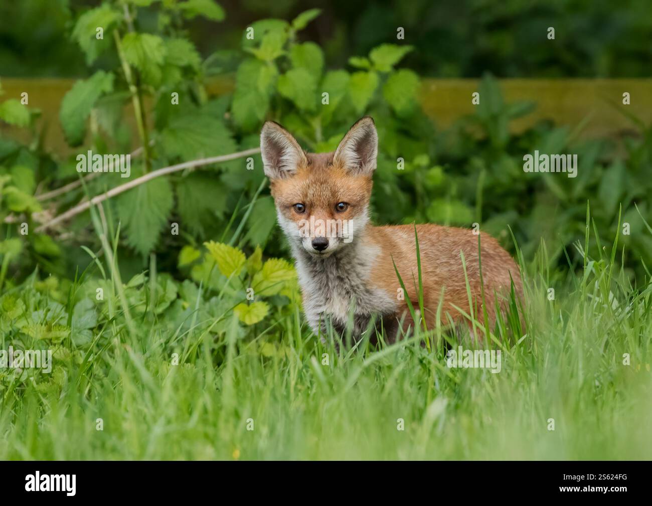 A portrait of the cutest rural fox cub (Vulpes vulpes) very close to ...