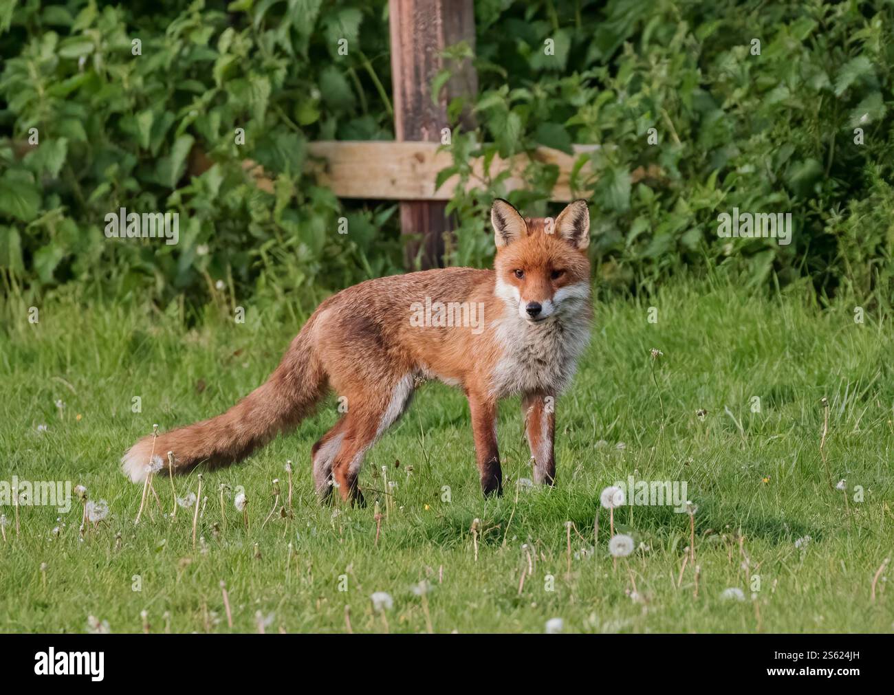A Red Fox vixen ( Vulpes vulpes) , relaxed in a grassy meadow ...