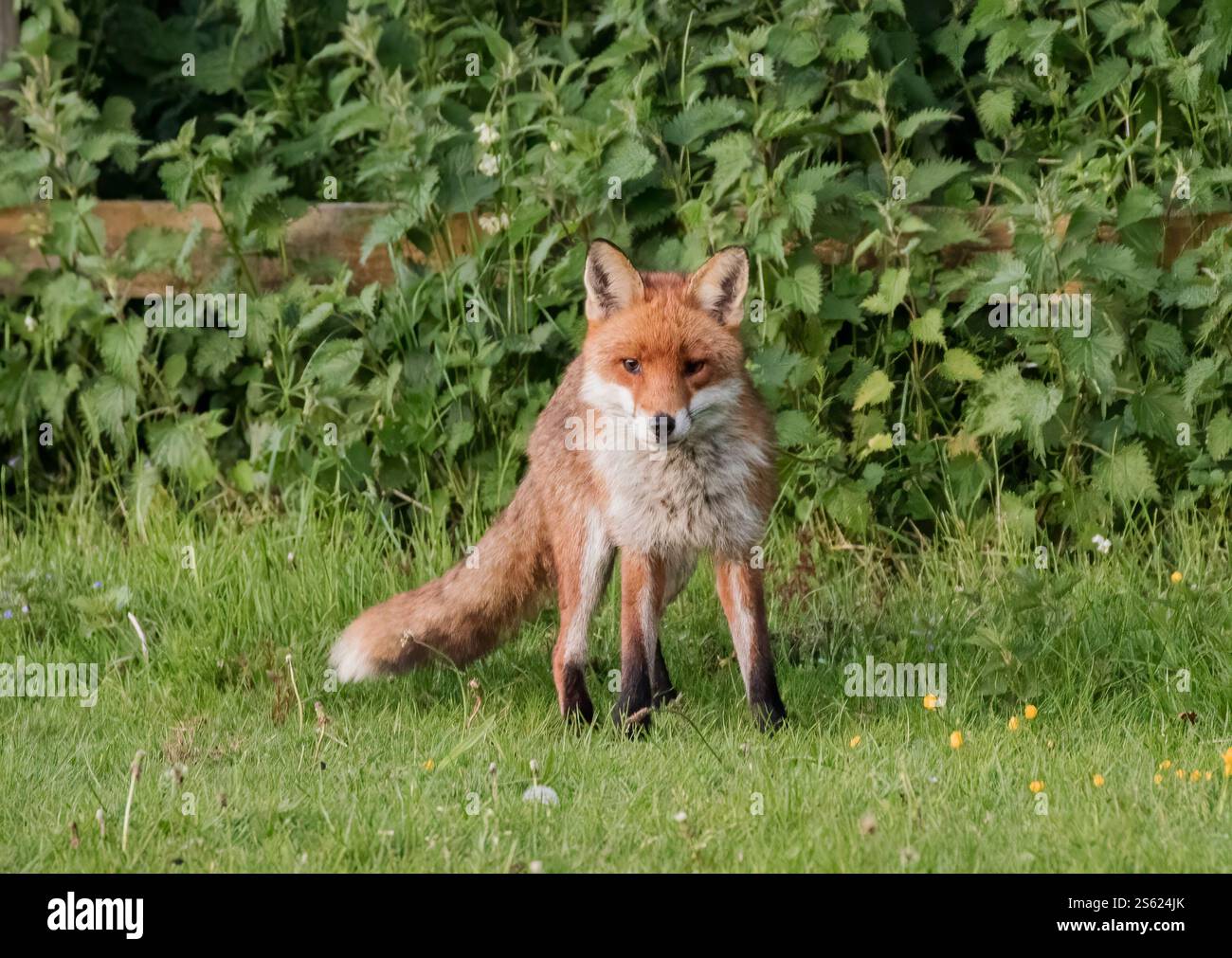 A Red Fox vixen ( Vulpes vulpes) , relaxed in a grassy meadow ...