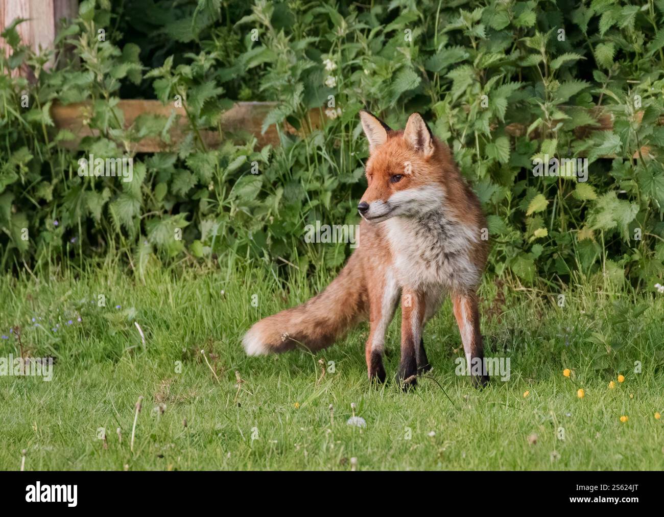 A Red Fox vixen ( Vulpes vulpes) , relaxed in a grassy meadow ...