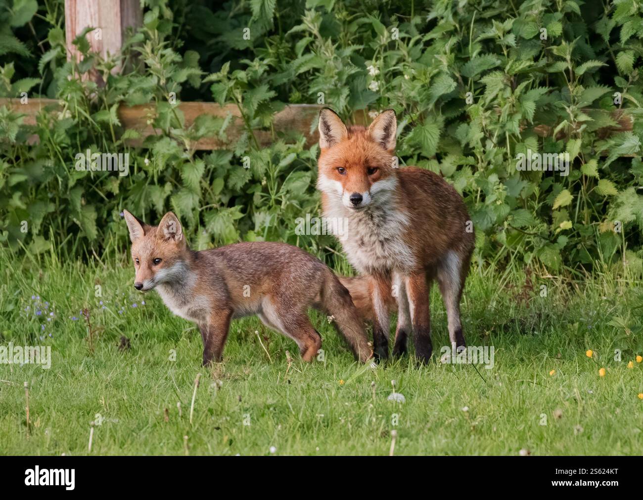 A Red Fox vixen ( Vulpes vulpes) and her young cub , relaxed in a ...