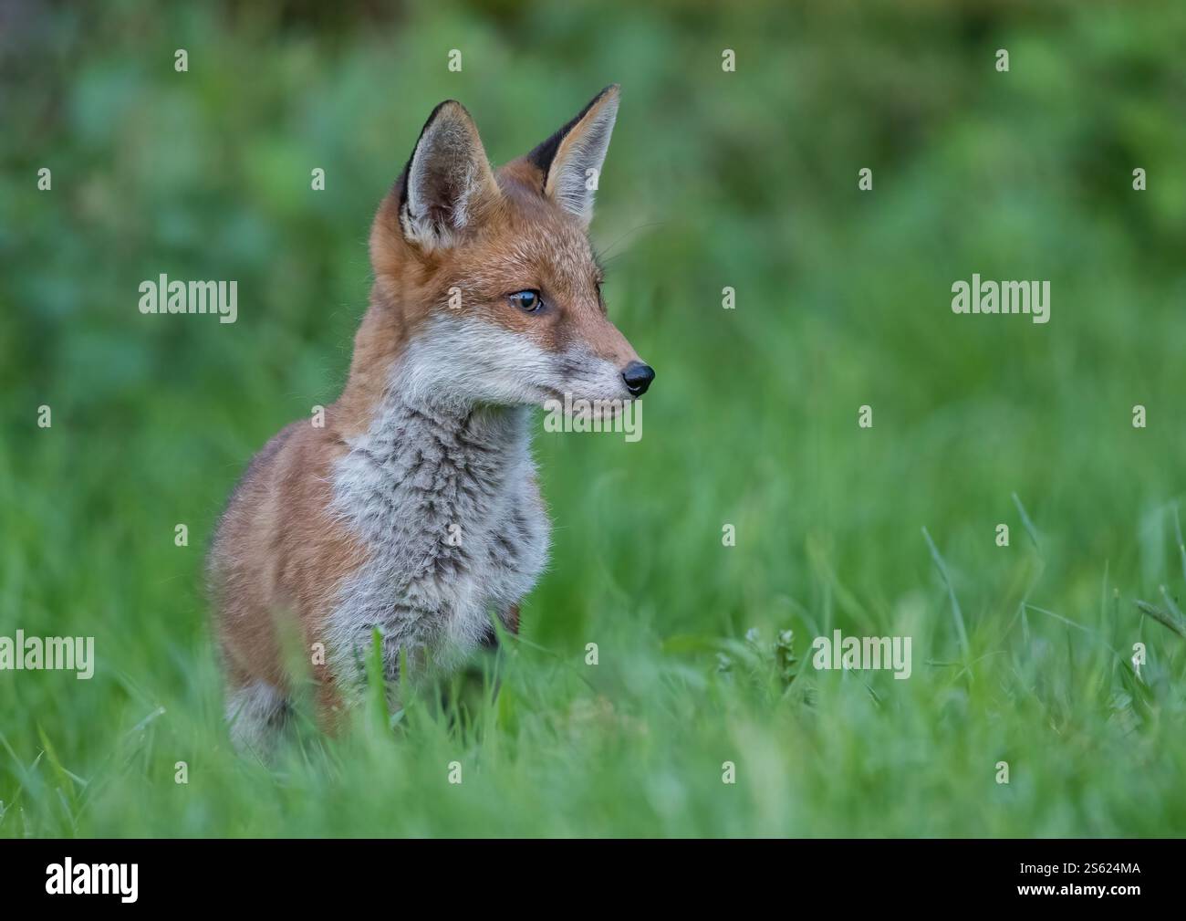 A portrait of a rural fox cub (Vulpes vulpes) very close to the camera ...