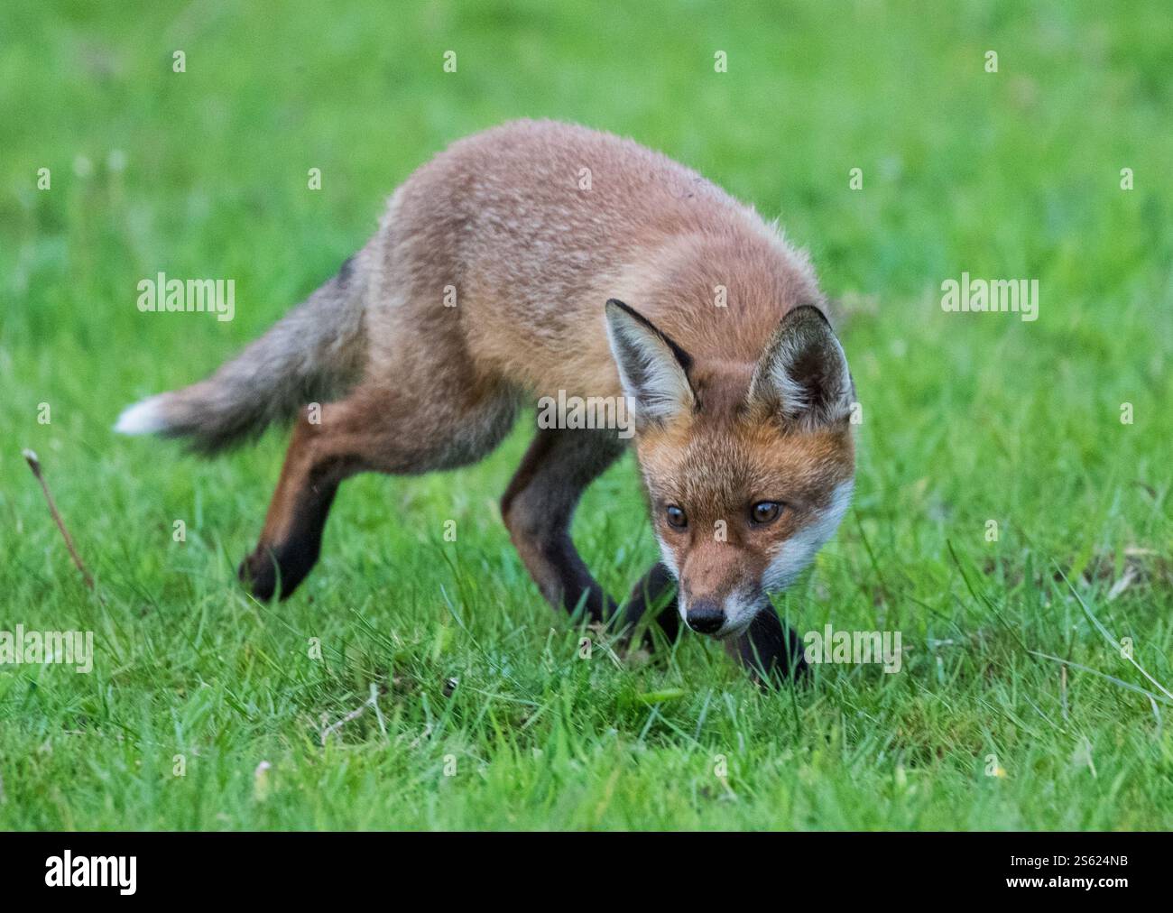 A brave young rural fox cub (Vulpes vulpes) getting very close to the ...