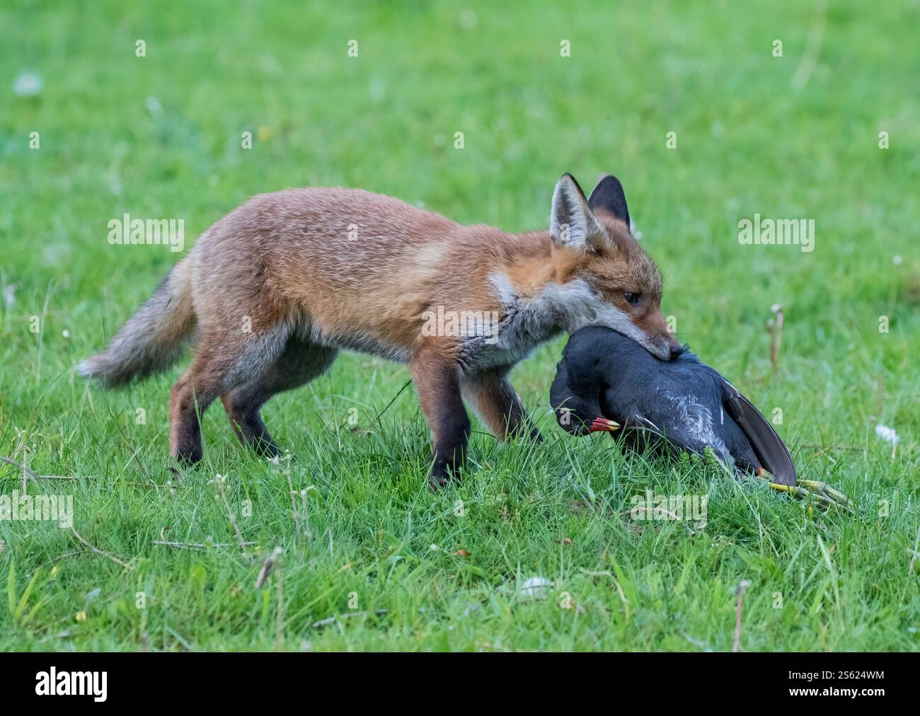 A juvenile Fox (Vulpes vulpes) with a prize catch of a Moorhen ...