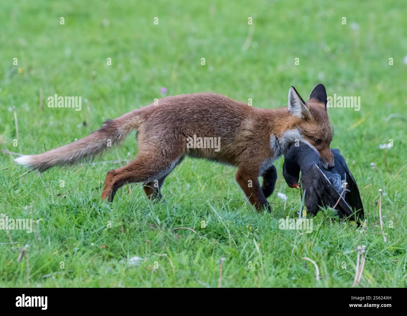 A juvenile Fox (Vulpes vulpes) with a prize catch of a Moorhen ...