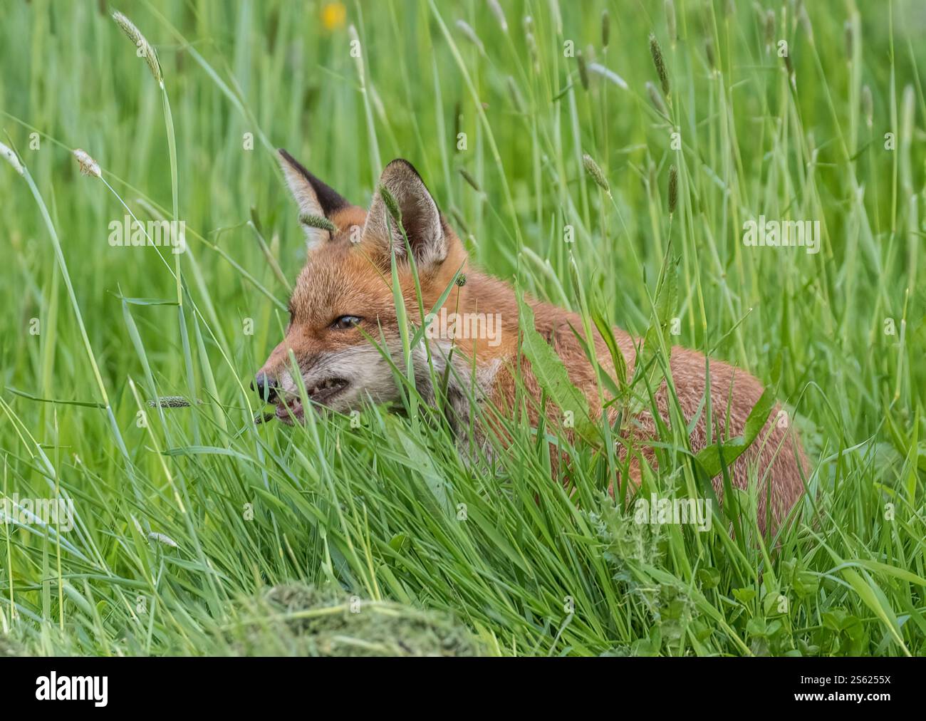 A brave young rural fox (Vulpes vulpes) getting aggressive, showing it ...
