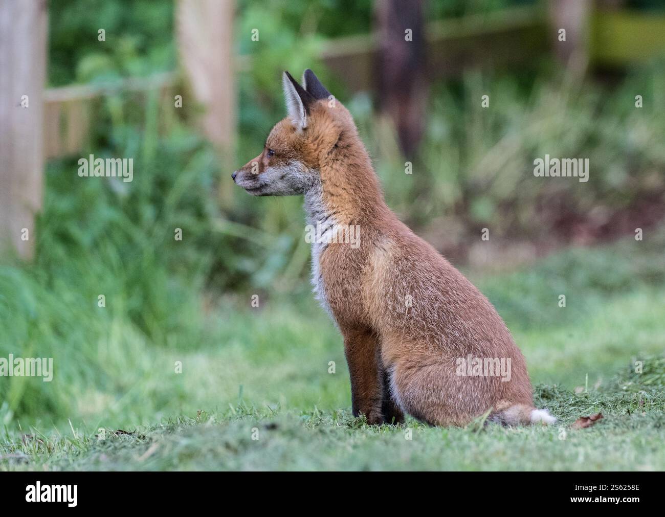 A young red fox cub (Vulpes vulpes) Sitting sideways to the camera ...