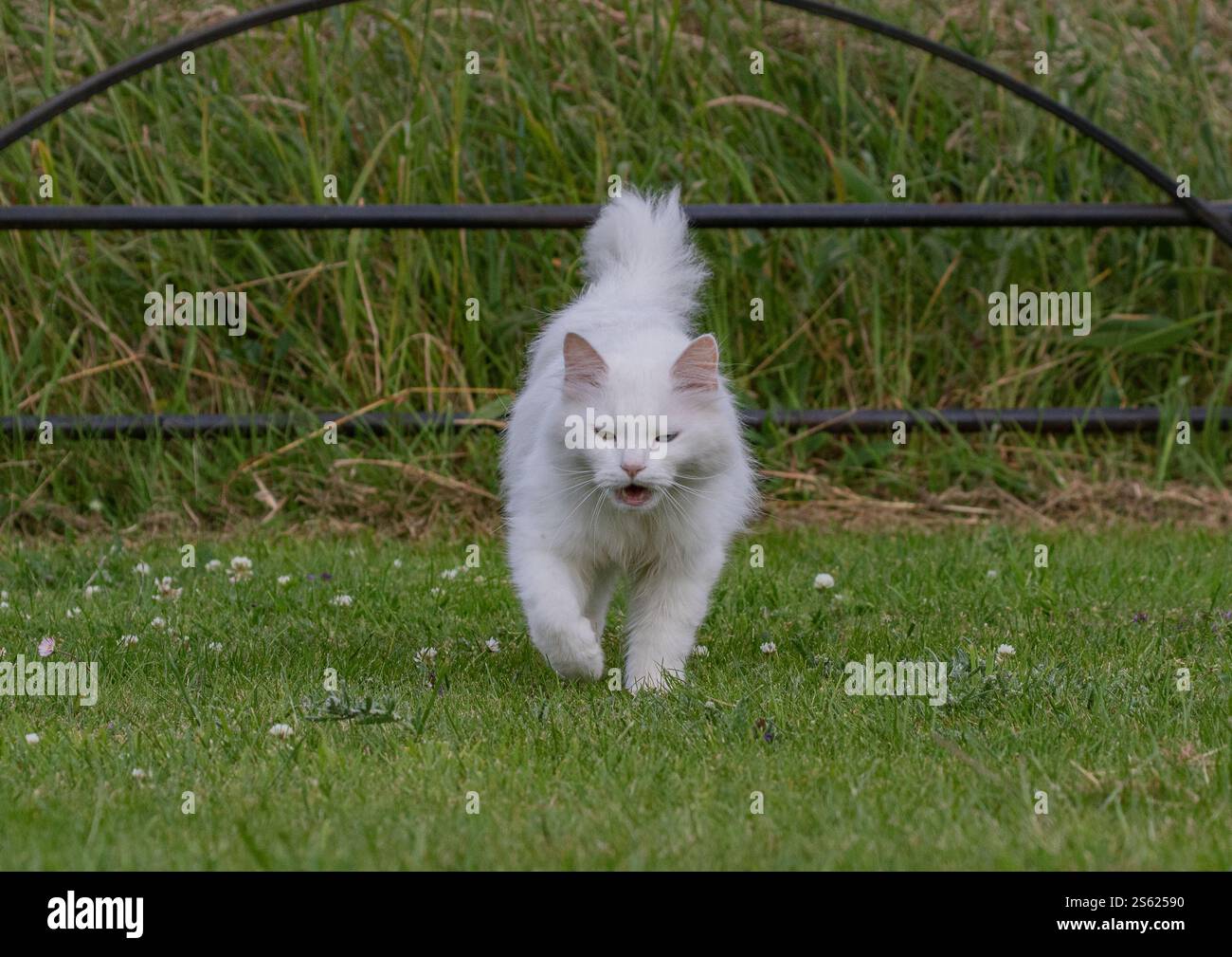 A pure white long haired Turkish angora type cat running towards the ...