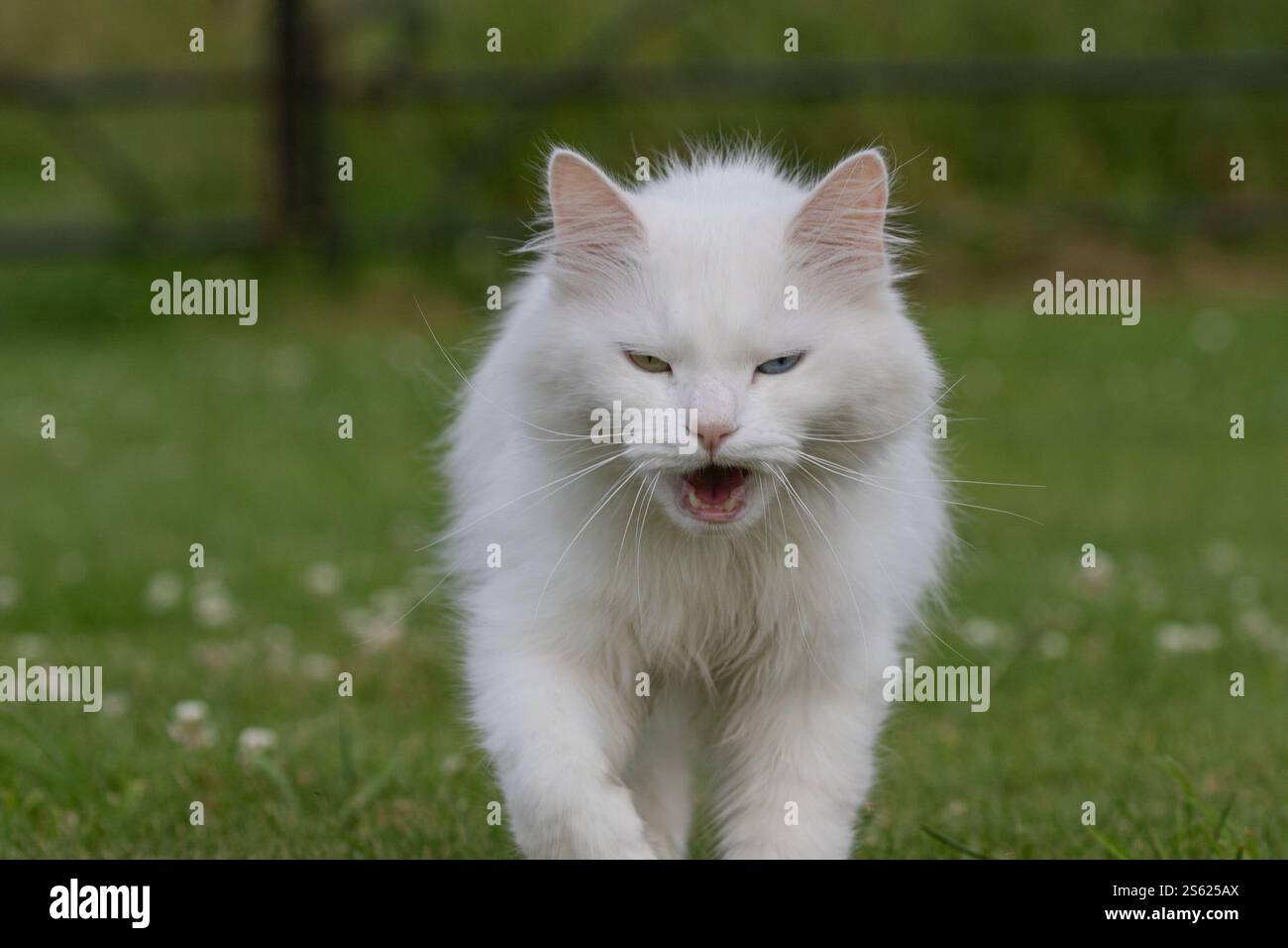 A close up of a pure white long haired Turkish angora type cat , with ...