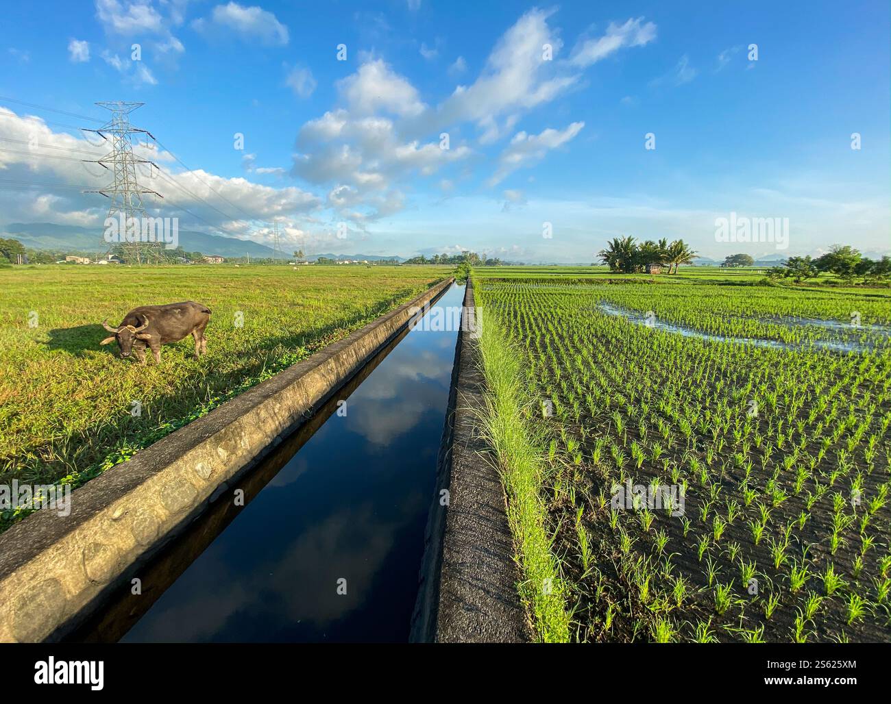 Irrigation canal in rice fields, Laguna province, Calabarzon, Luzon ...