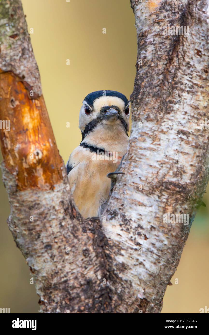 Front view of a great spotted woodpecker peaking between the v of a ...