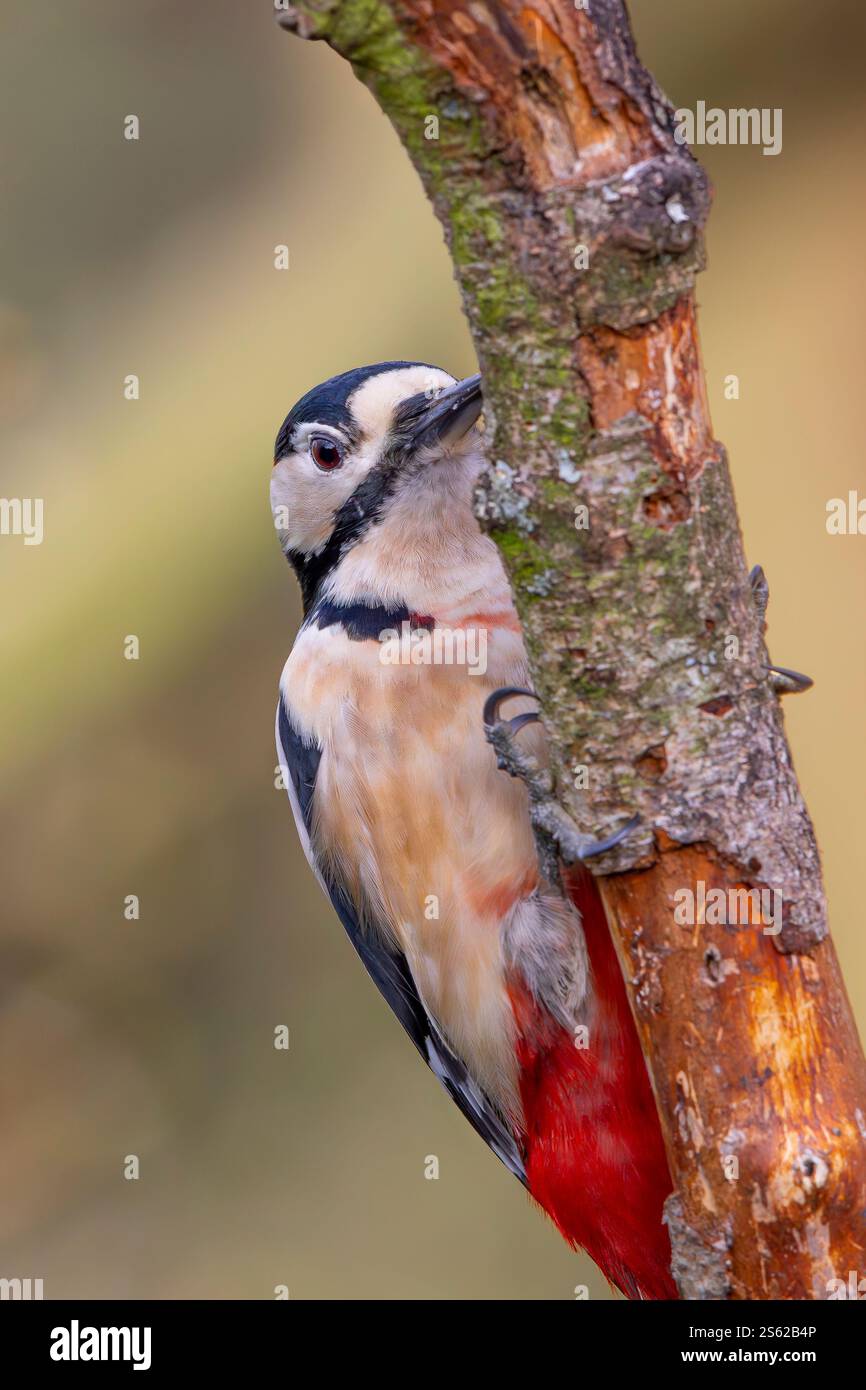 Climnbing hi-res stock photography and images - Alamy