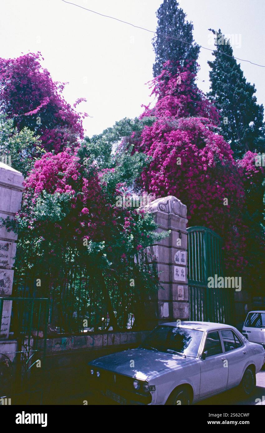Bougainvillea, Al-Azm Palace, Damascus, Syria, May 1987 Stock Photo - Alamy
