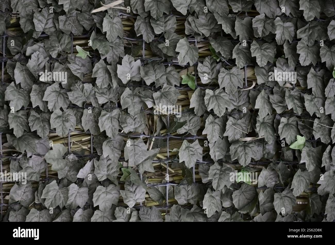 Plastic dark green leafs covering a metall mesh. Fence of ivy leaves ...