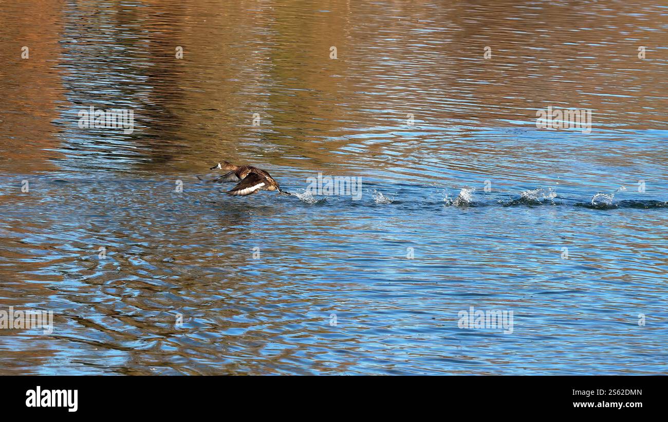 Duck Gliding Across the Calm Reflective Surface of a Scenic Lake Stock ...