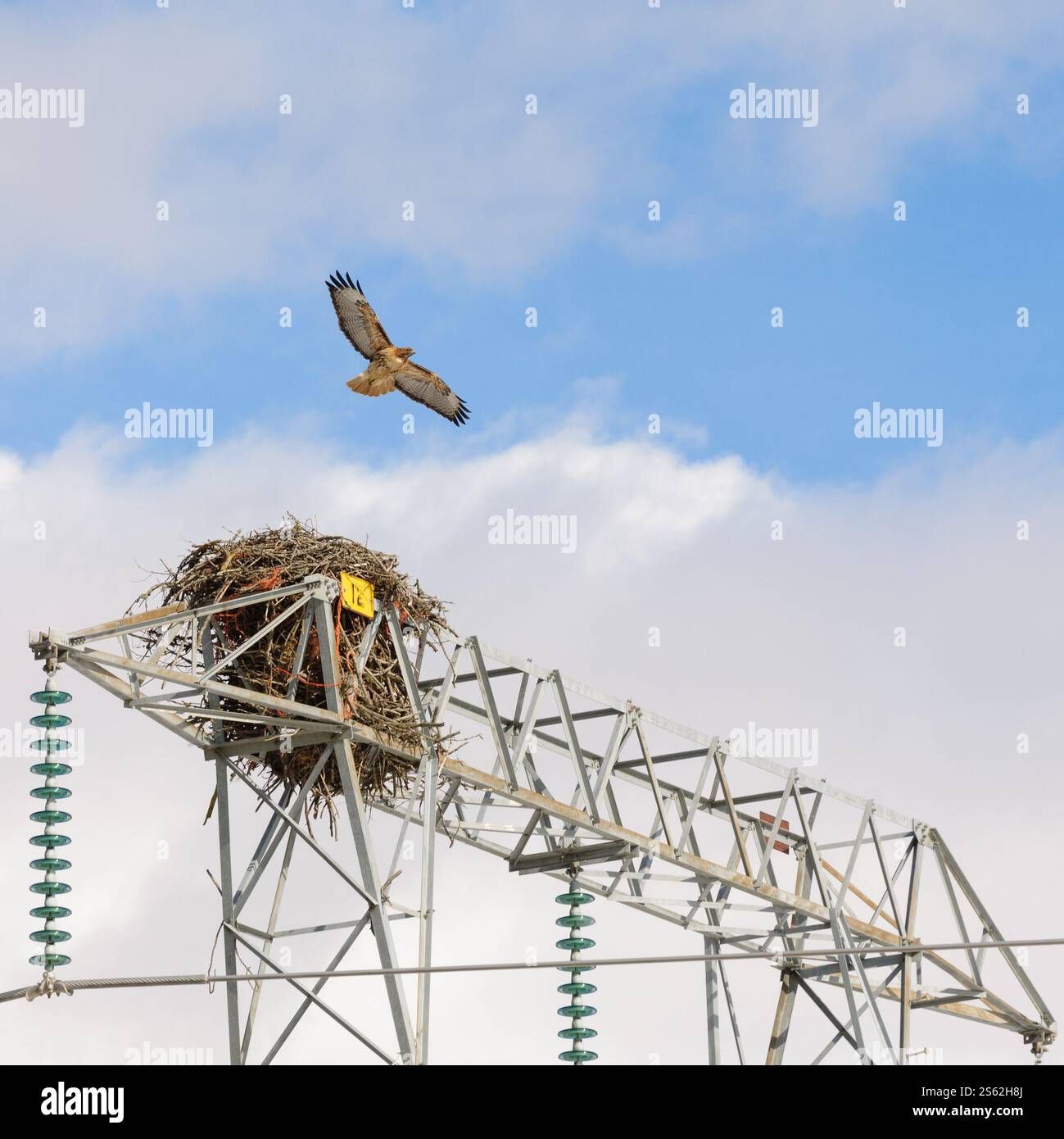 Adult Red-tailed Hawk and nest in the top of a power line tower Stock ...