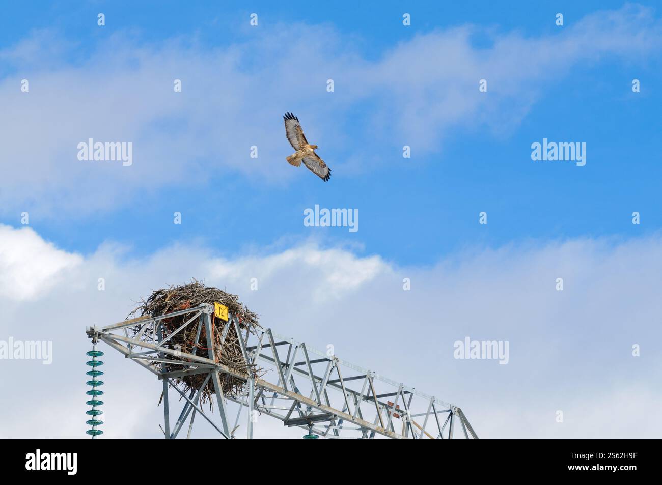 Adult Red-tailed Hawk and nest in the top of a power line tower Stock ...