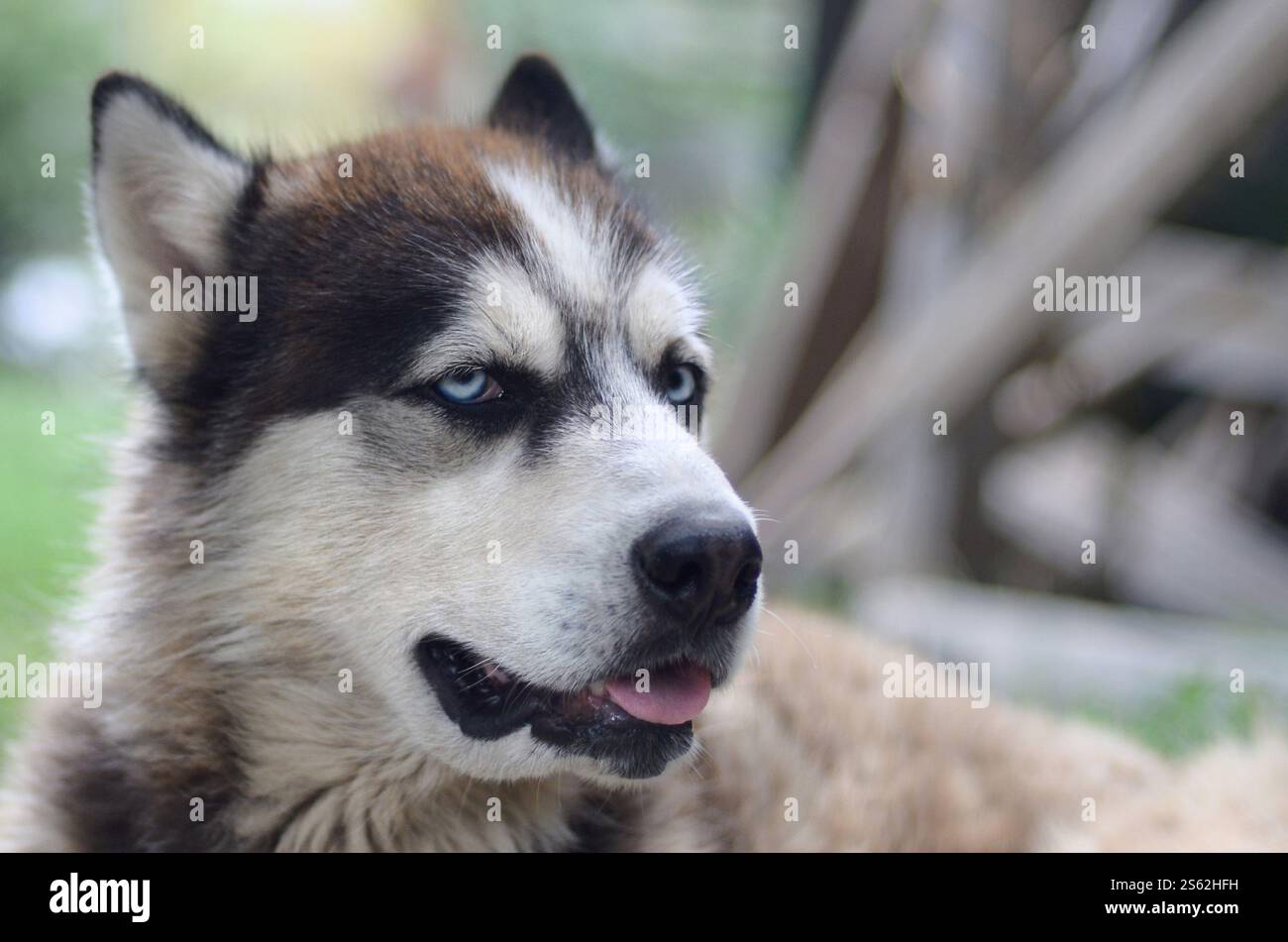 Alaskan Malamute with blue eyes. The Arctic Malamute is a wonderful ...