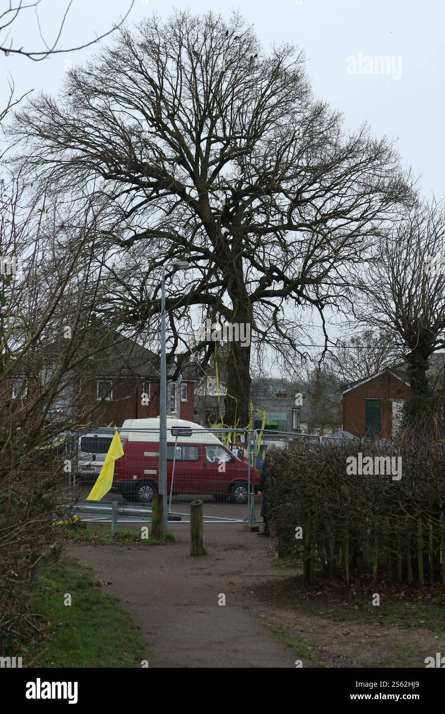 Wivenhoe, UK. 15th Jan, 2025. An oak tree which is over 100 years old ...