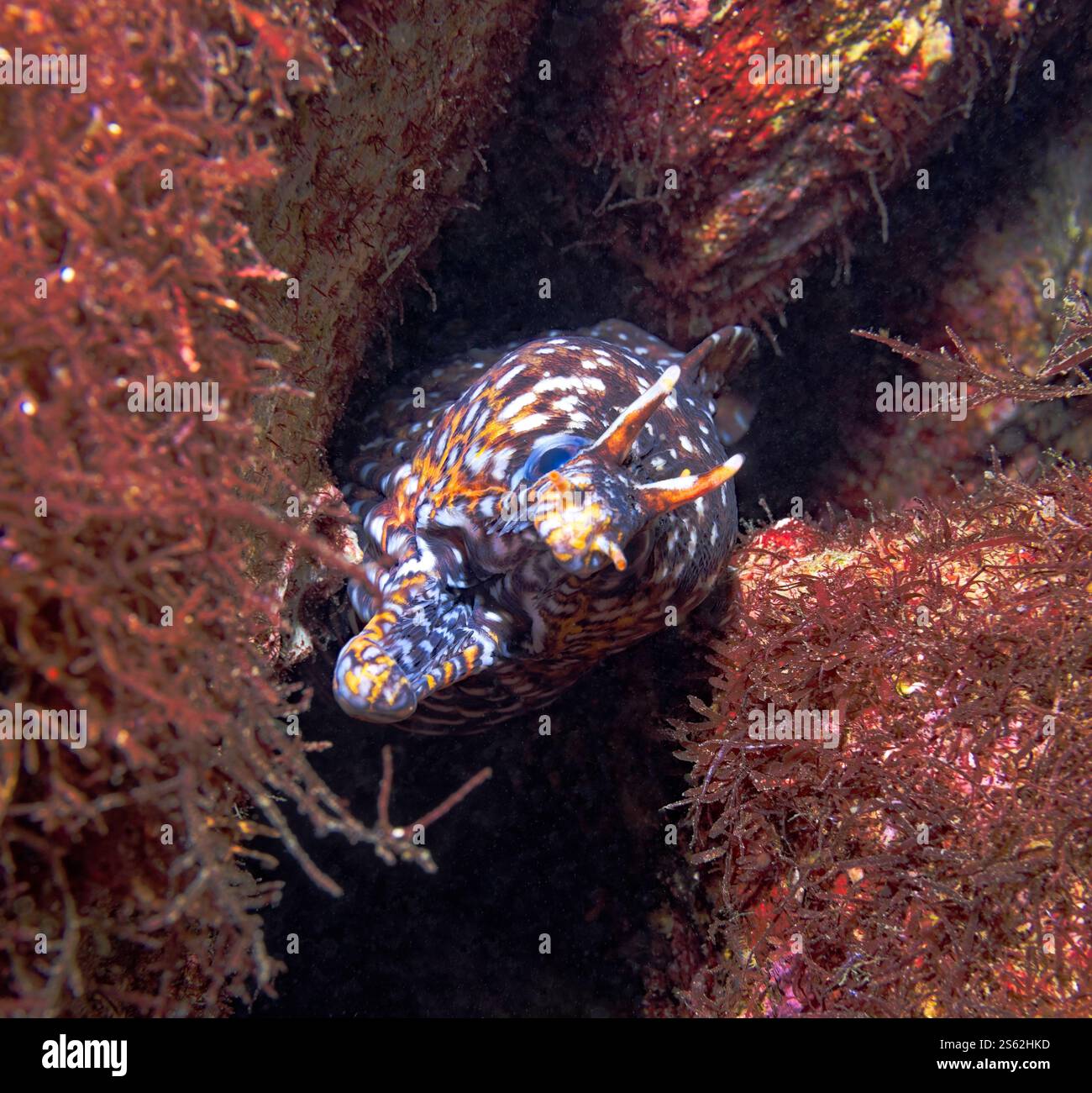 Enchelycore pardalis - dragon moray Stock Photo - Alamy