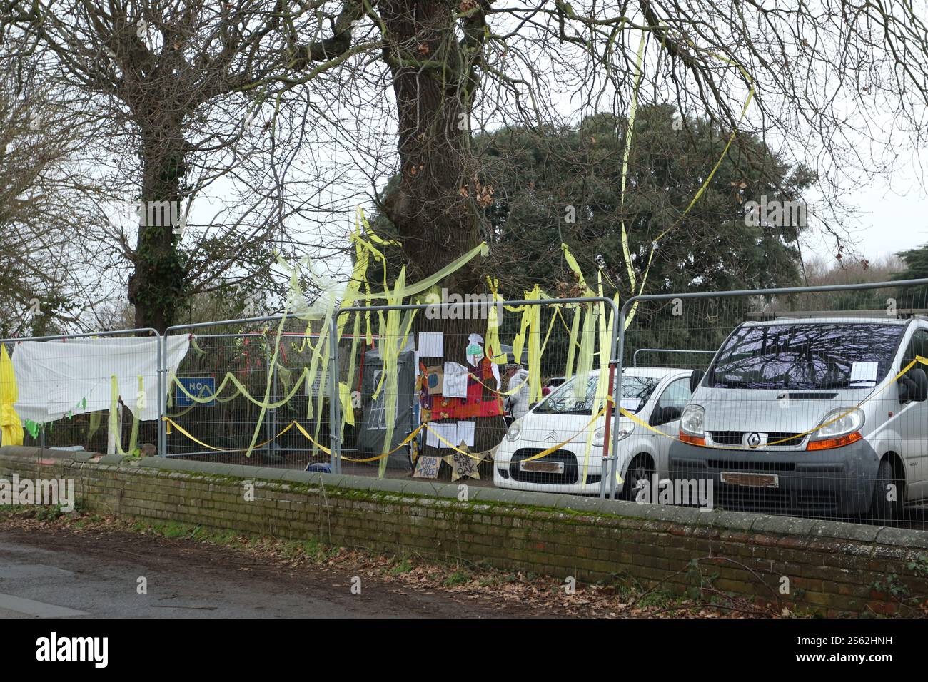 Wivenhoe, UK. 15th Jan, 2025. An oak tree which is over 100 years old ...