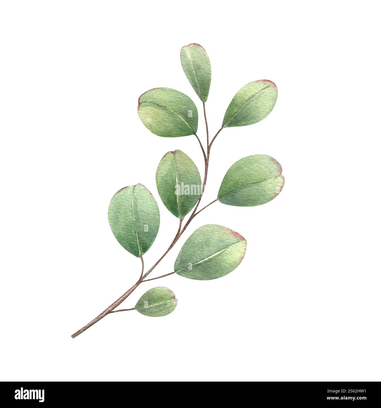 Watercolor eucalyptus branch botanical clipart illustration isolated ...