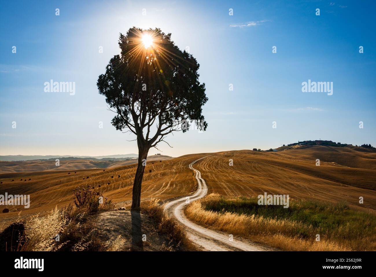 a country road winds backlight at dawn in the Asciano area with a cypress tree in the foreground ...