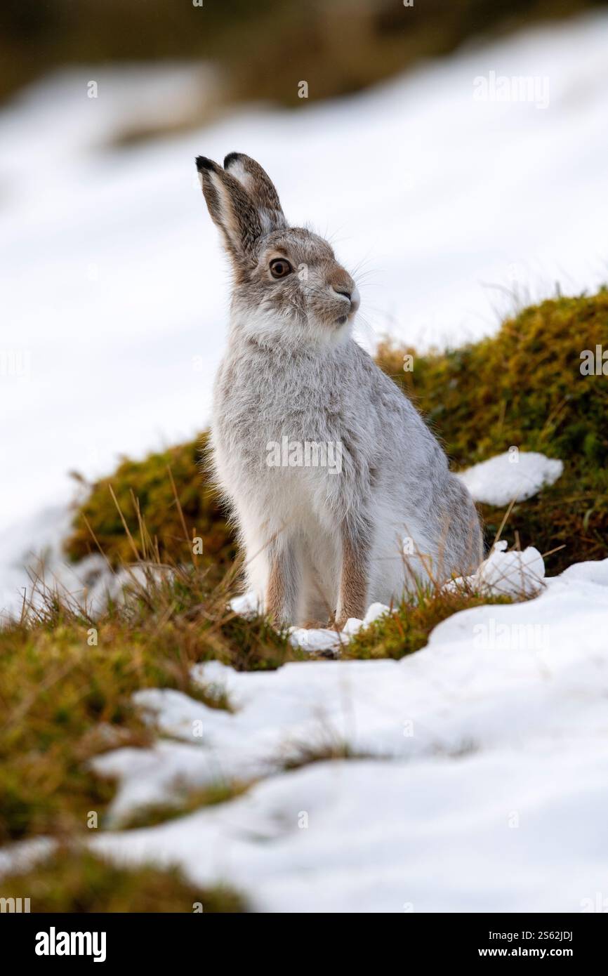 Mountain hare (Lepus timid), Scotland, UK Stock Photo - Alamy