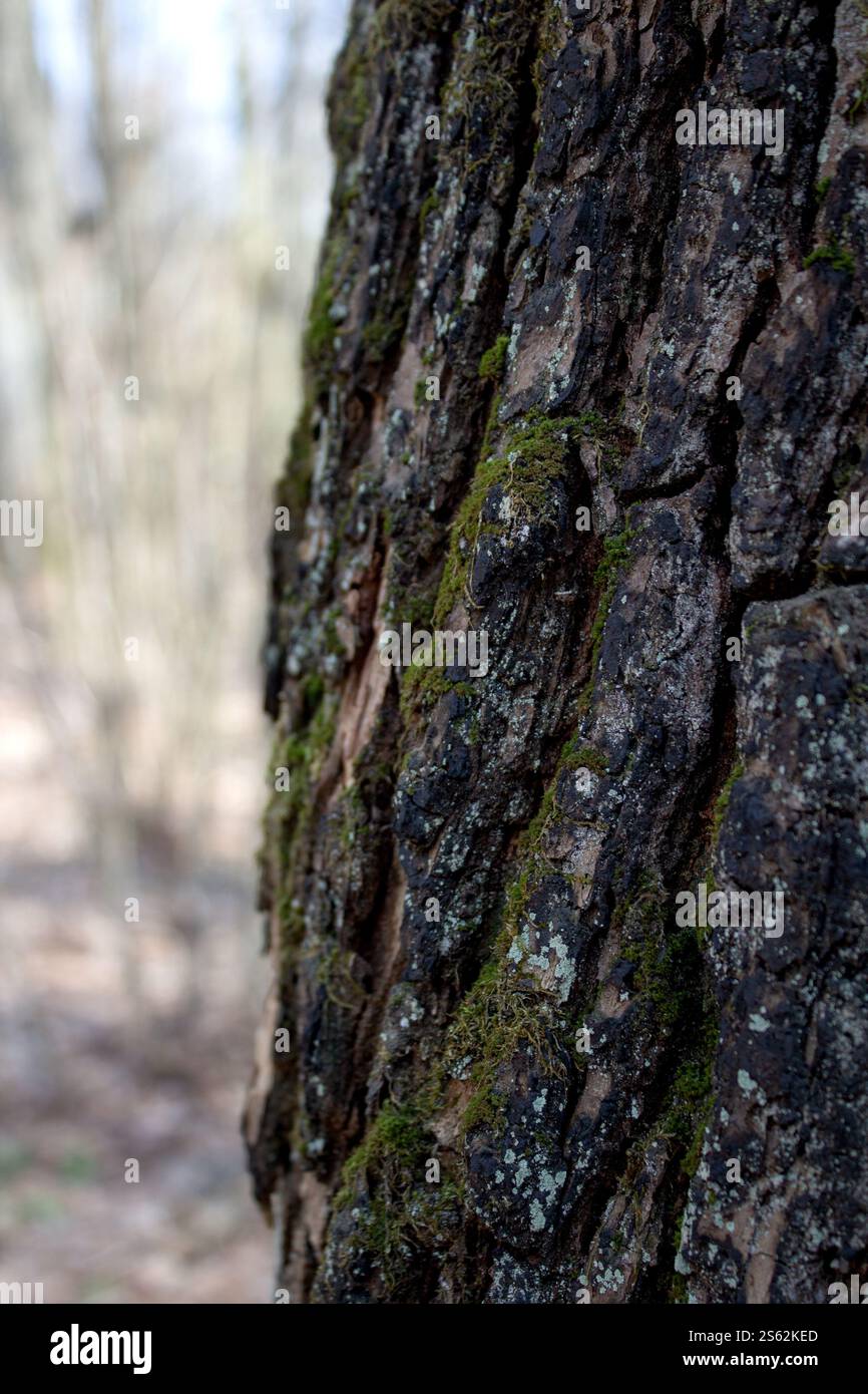 Texture of dark bark wood background Stock Photo - Alamy