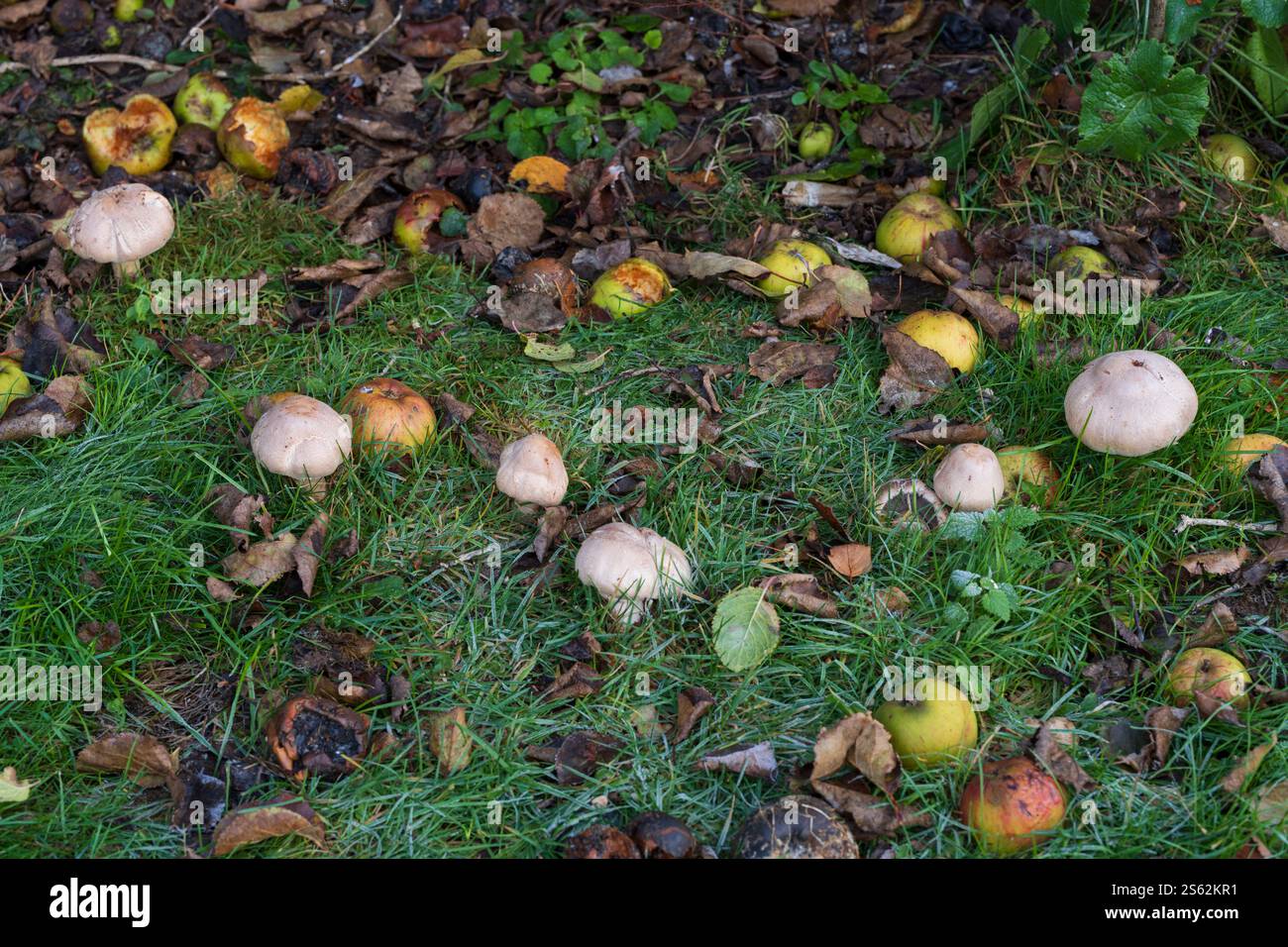 Garden fungi in November, UK Stock Photo - Alamy