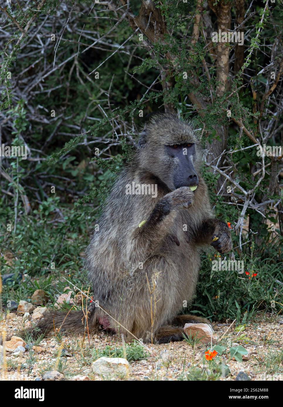 Chacma baboon looks at camera, one monkey sits and chews a leaf ...