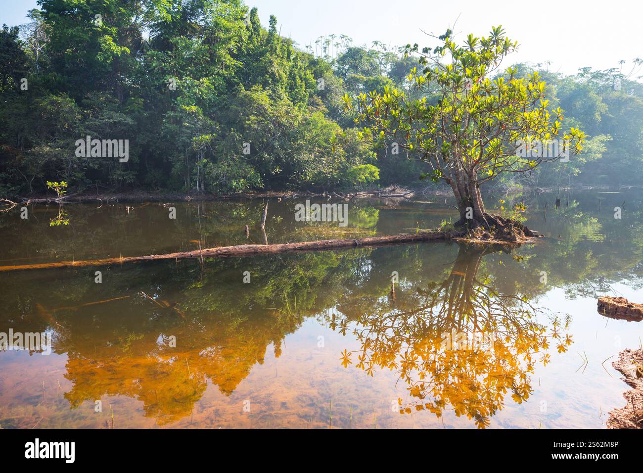 Green landscapes in Amazonia jungle Stock Photo - Alamy