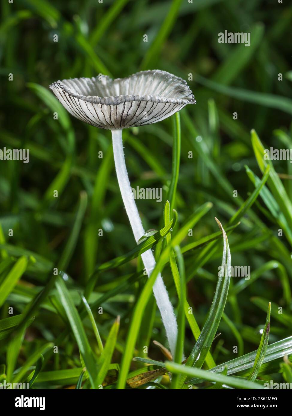 A tiny 'fairy' Hare's Foot ink cap toadstool fungus growing in a ...