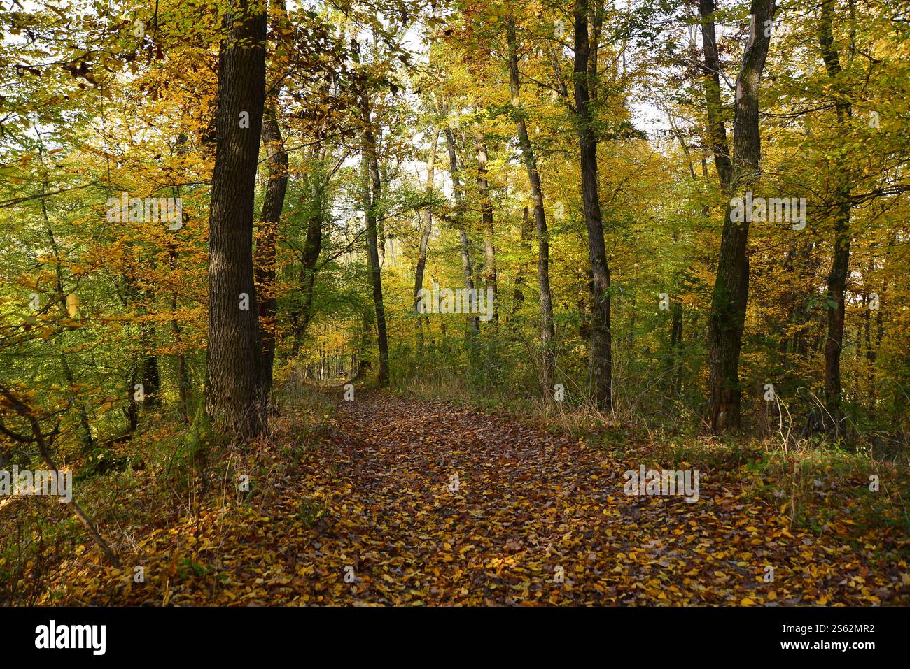 Path through beech trees in ochre autumn colours Stock Photo - Alamy