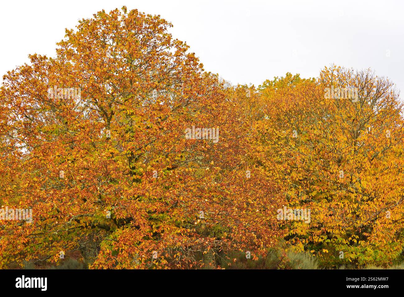 Autumn, trees with yellow leaves and leaves ready to fall down Stock ...