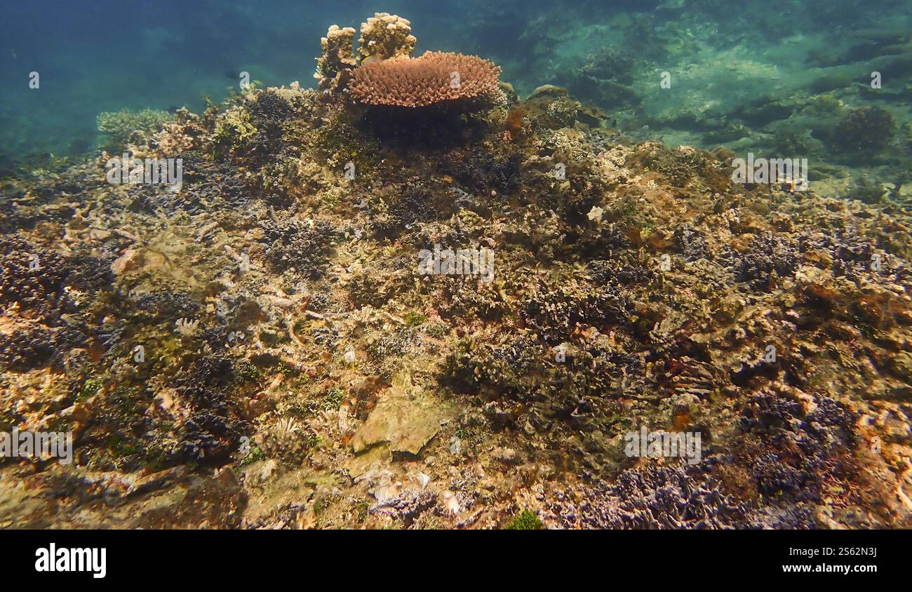 Underwater scene of vibrant red and brown coral reefs surrounded by ...