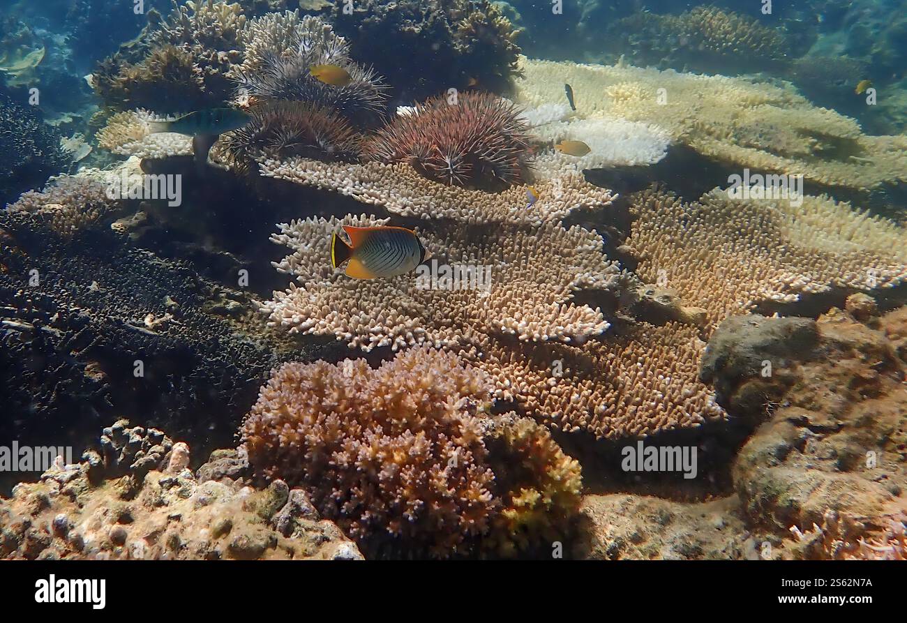 Underwater scene of colorful coral reefs, bleaching coral, Crown-of ...