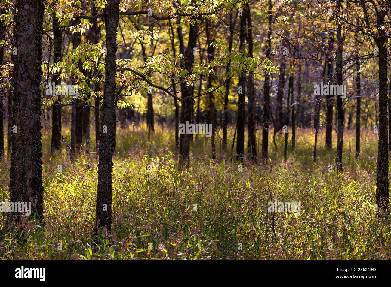 Sunlight enhances the forest in Sequoyah State Park in Hulbert ...