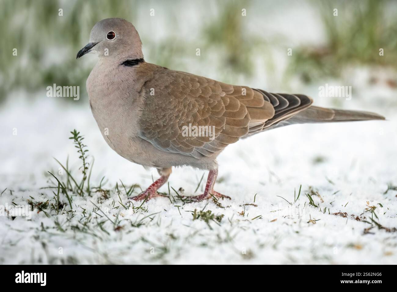 Snow white dove hi-res stock photography and images - Alamy