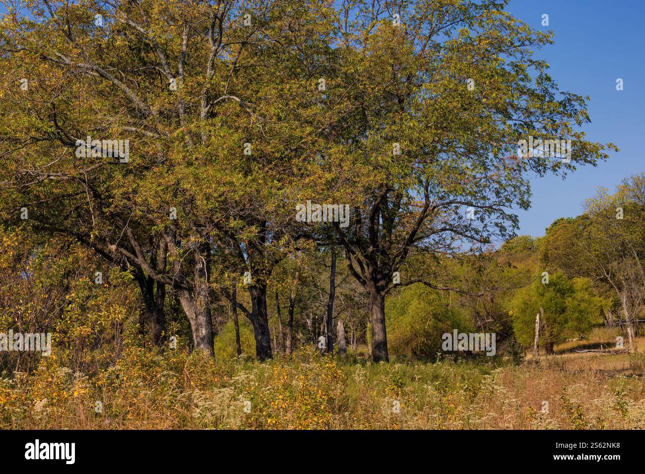 Scenic landscape view in Sequoyah State Park in Hulbert Oklahoma, USA ...