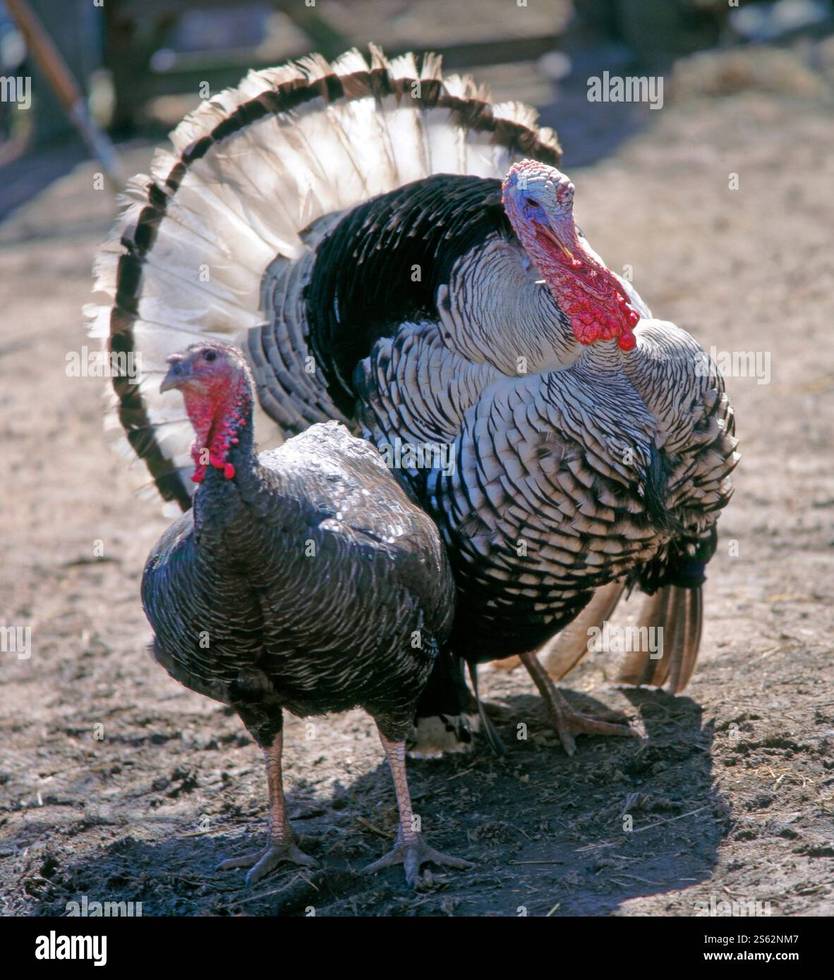 Radschlagender Truthahn mit Henne freilaufend auf einem Bauernhof ...