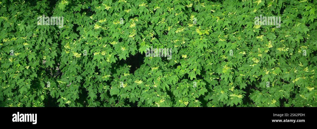 Many green flowering maple trees close up top view. Green flowering ...