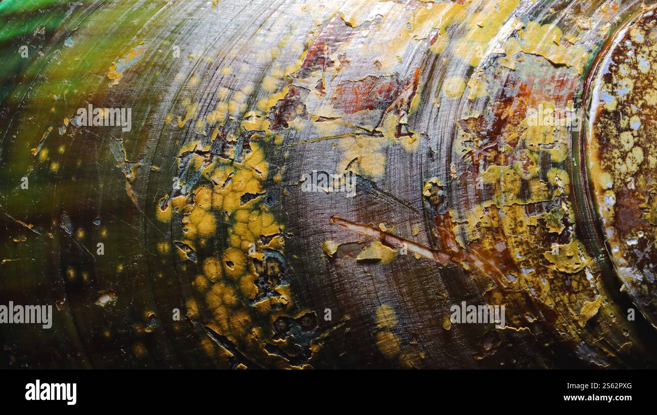 Macro, close up of the pitted surface of a mollusc shell. Colourful ...