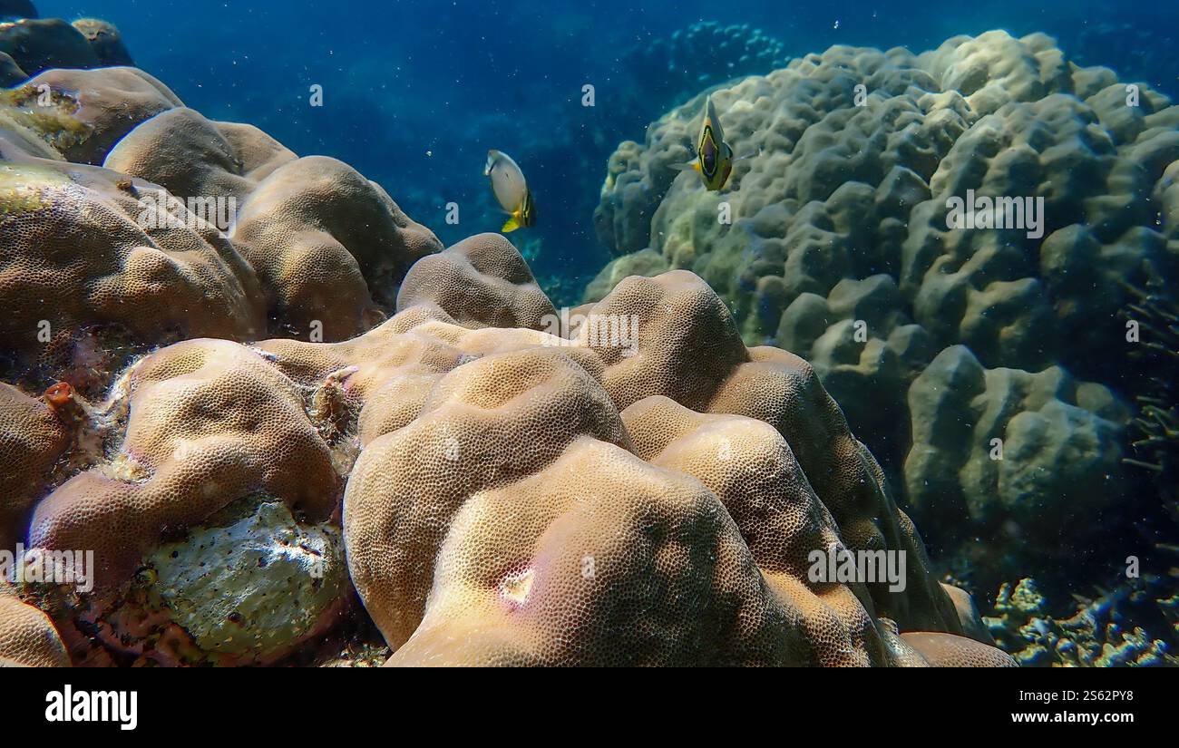 Colorful coral reef ecosystem with Oval butterflyfish, surrounded by ...