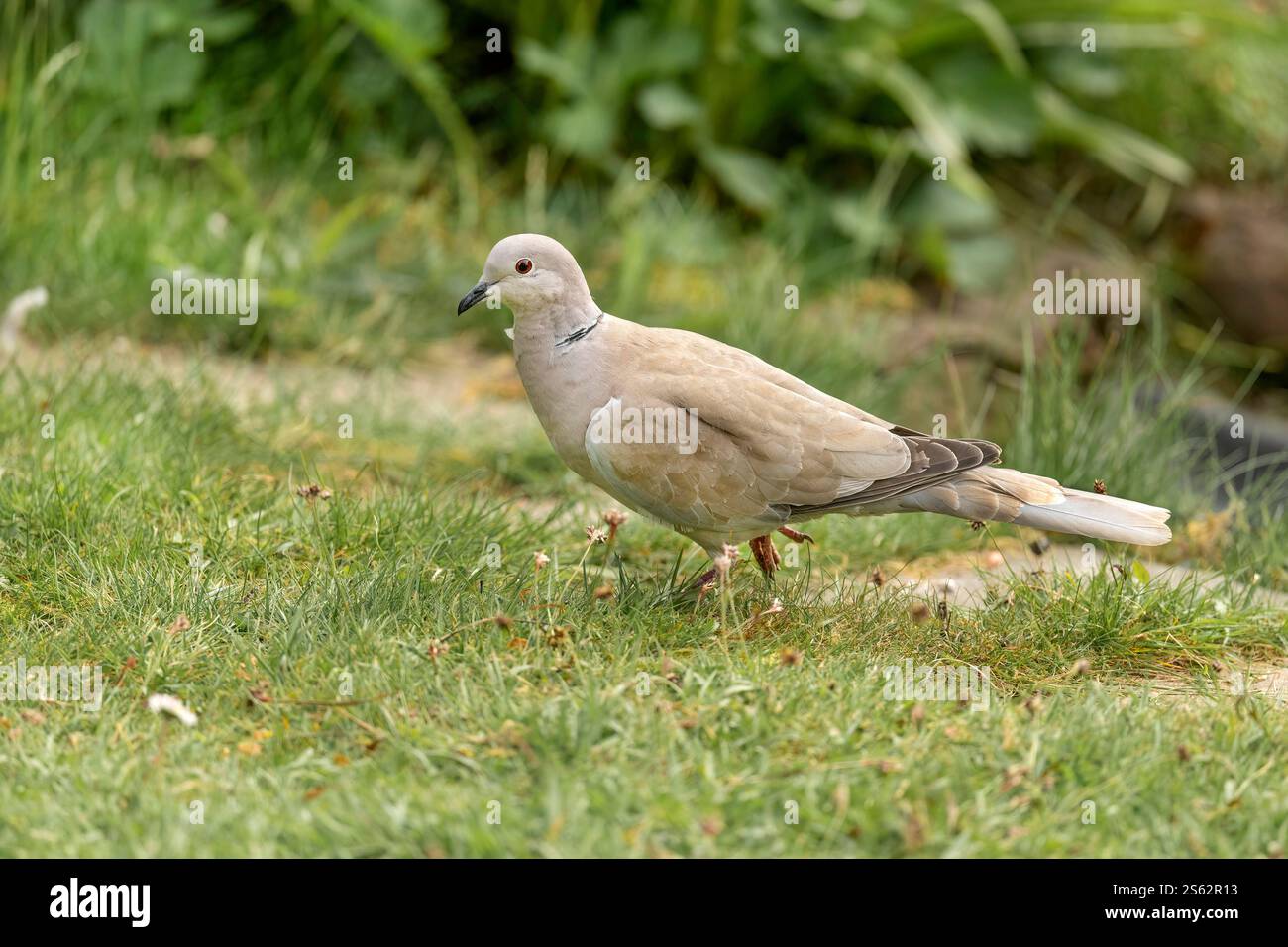 White collared dove on hi-res stock photography and images - Alamy