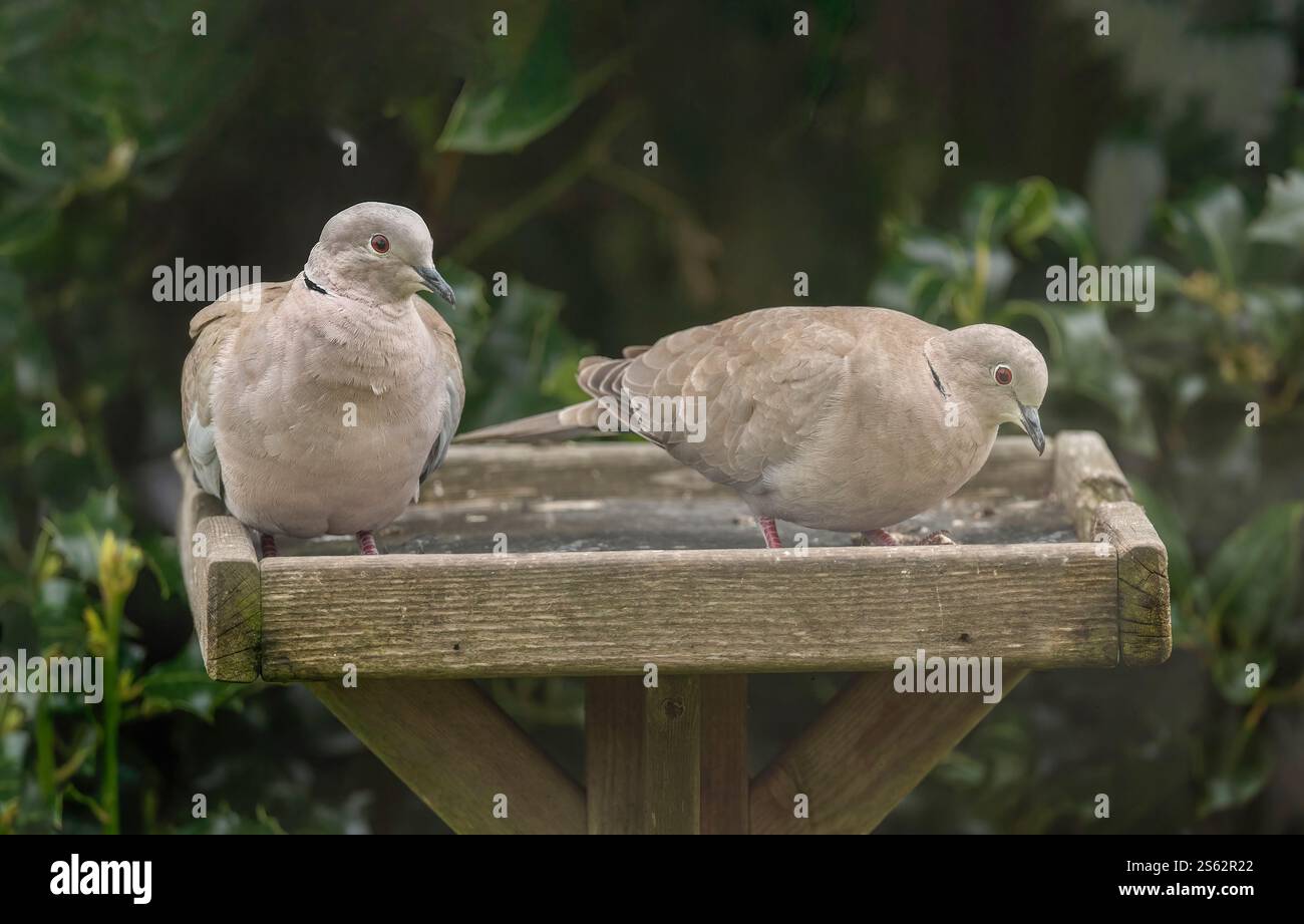 Collared Doves on a bird table Stock Photo - Alamy