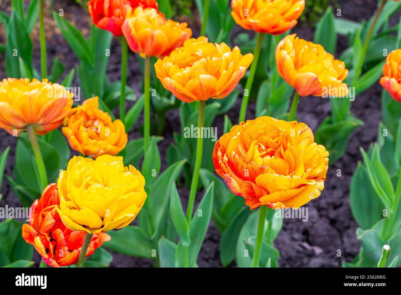 Blooming yellow orange peony shaped tulips flowers in garden outside ...